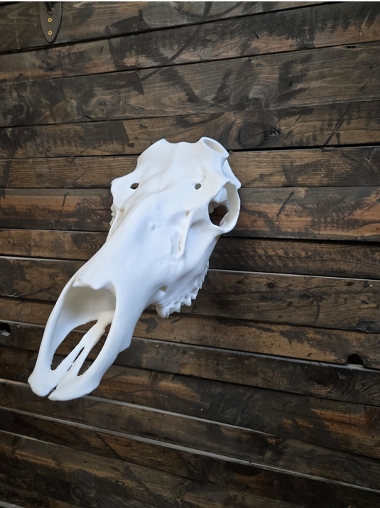 TOPO SKULLS