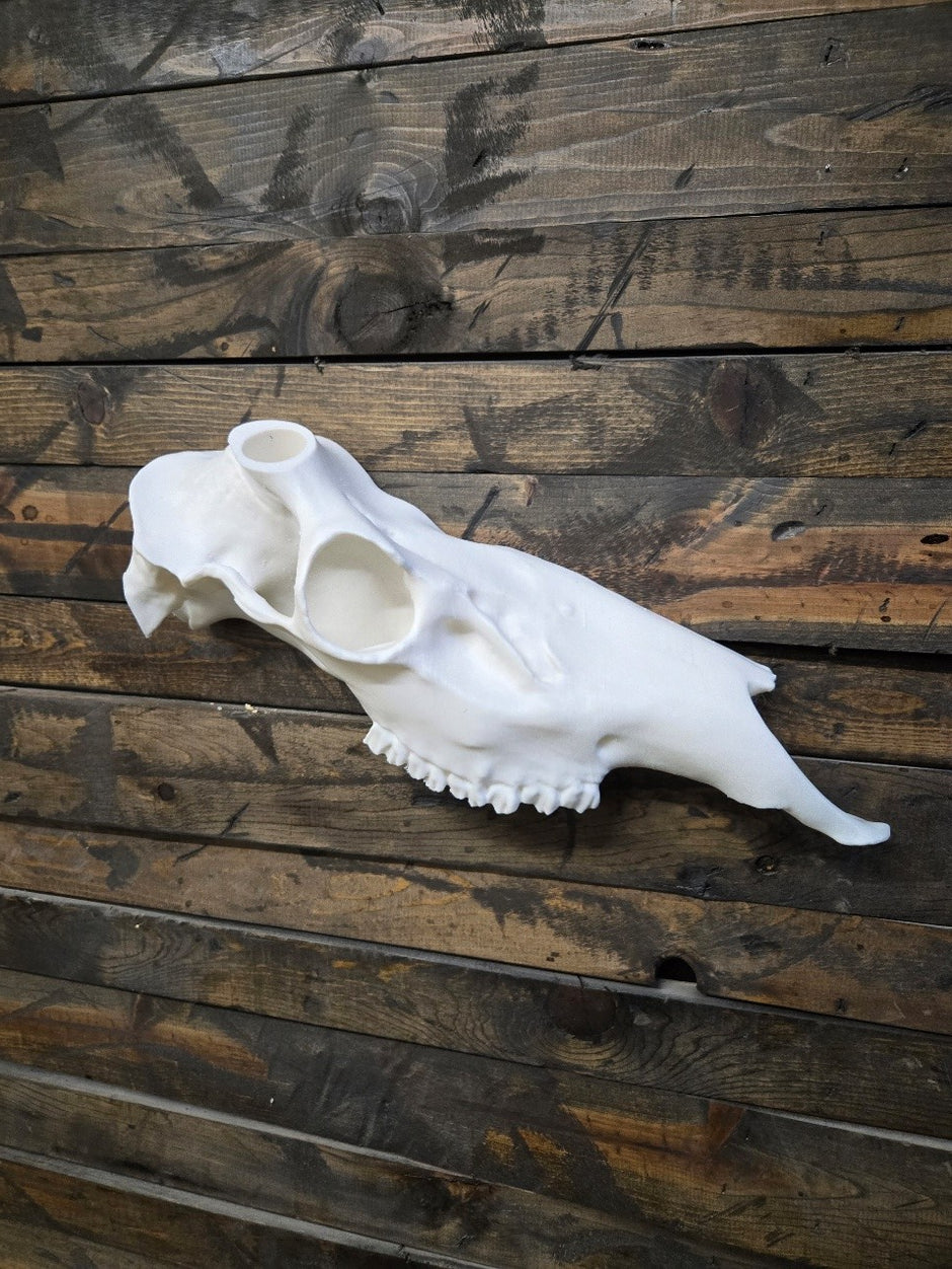 TOPO SKULLS